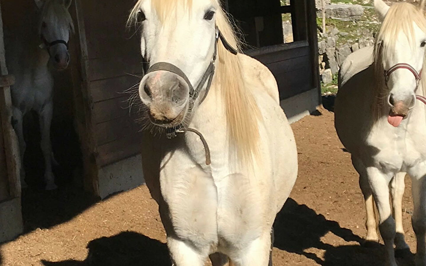 Cheval Nature | Montagnes du Jura